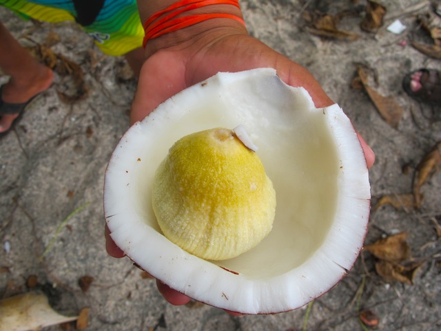 Surprising benefits of the Coconut Embryo — Coconet