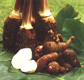HEALTH BENEFITS OF TARO — Coconet