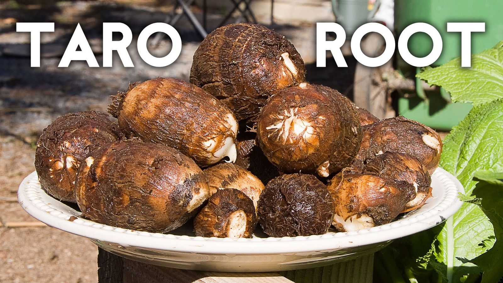 HEALTH BENEFITS OF TARO — thecoconet.tv - The world’s largest hub of ...