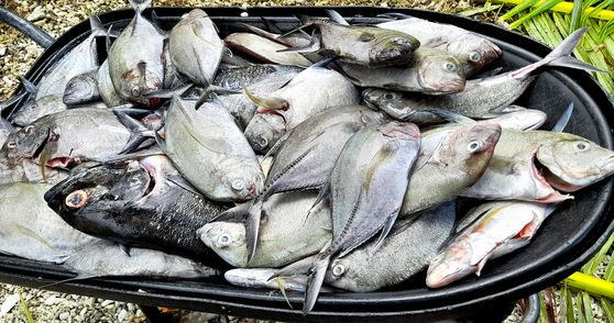 THE TRADITION OF TUA KAI - PUKAPUKA, COOK ISLANDS — thecoconet.tv - The ...