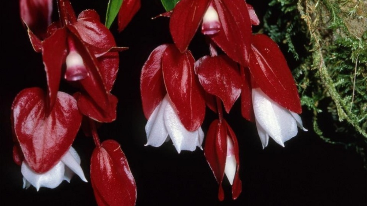 Fiji’s Rare Tagimoucia Flower: A Once-a-Year Bloom Now in Season ...