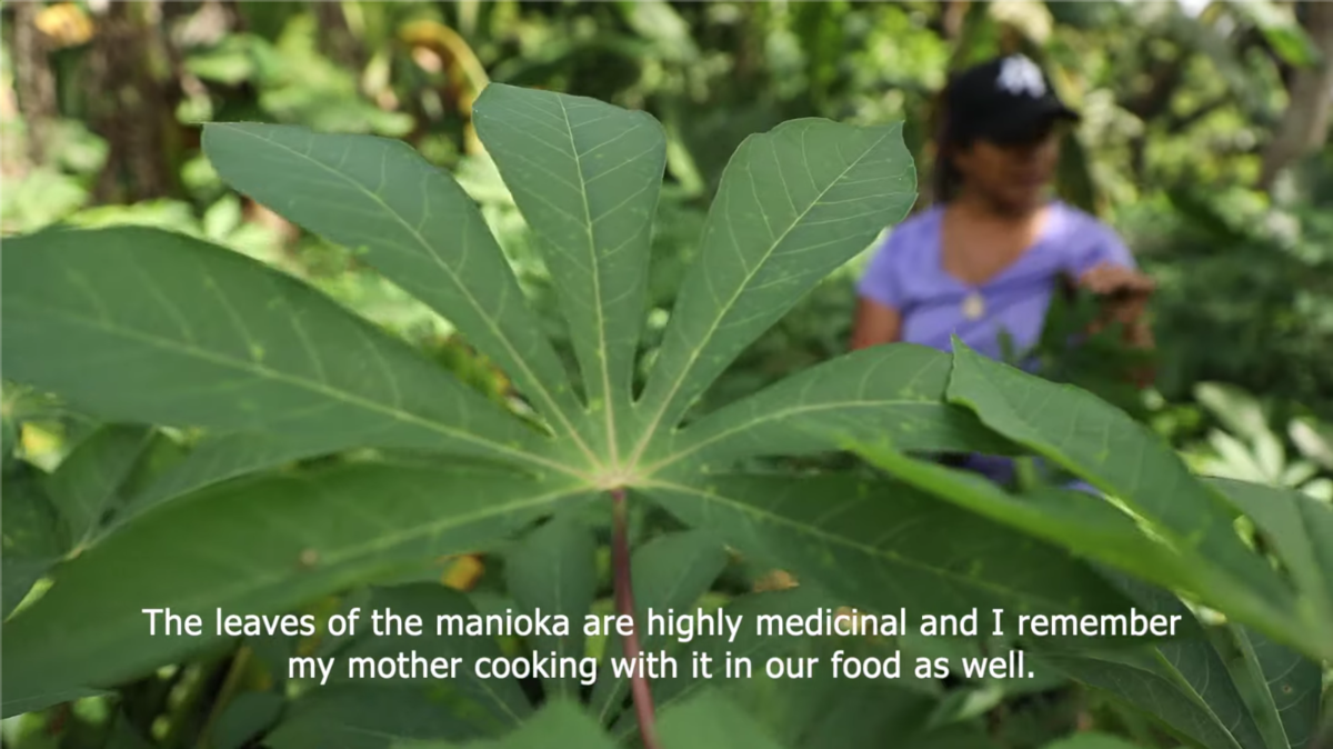 Manioka & the forgotten wild foods of Samoa — Coconet