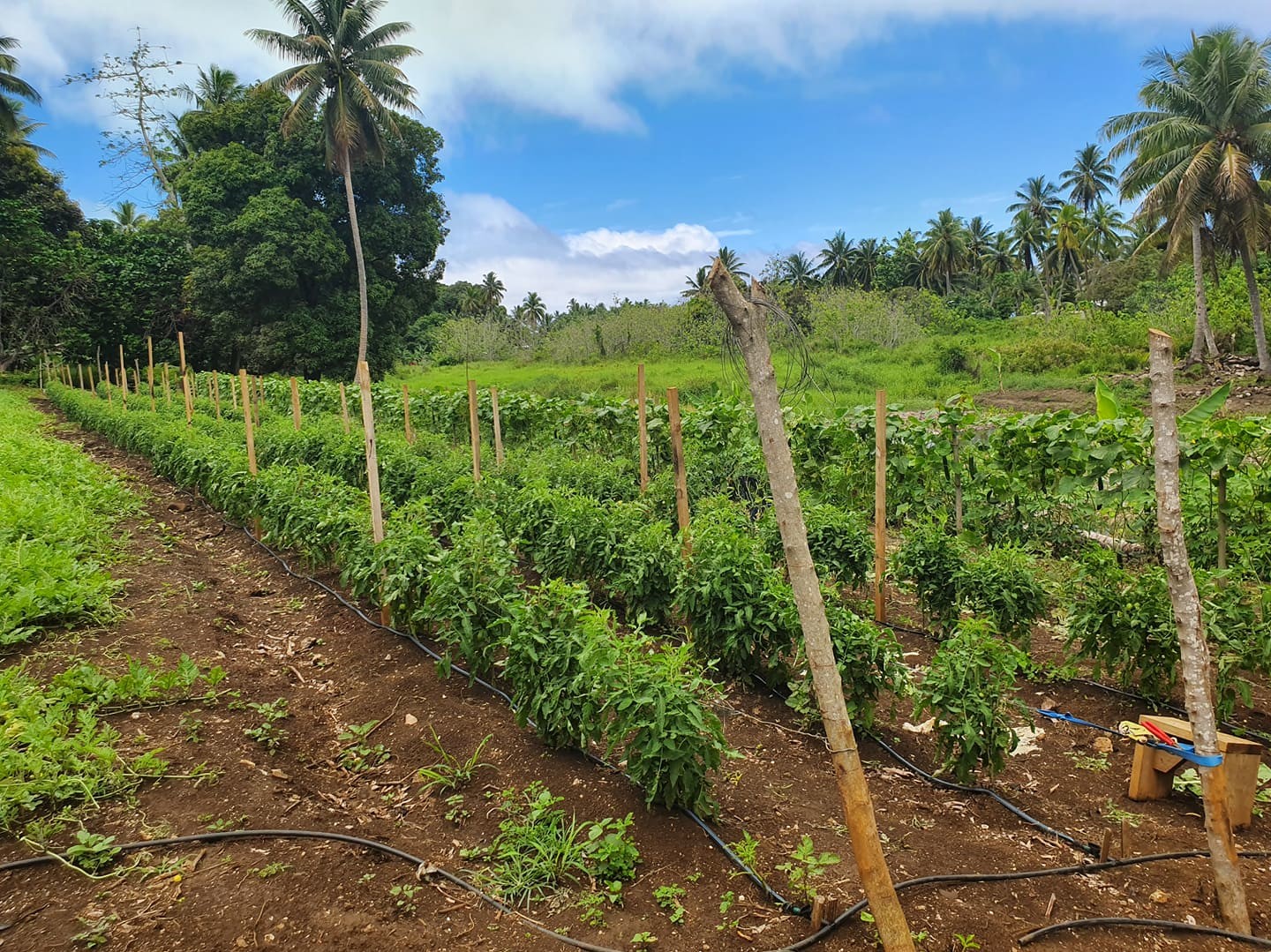 Root crop planting programme a 'God Send' for Aitutaki during the ...