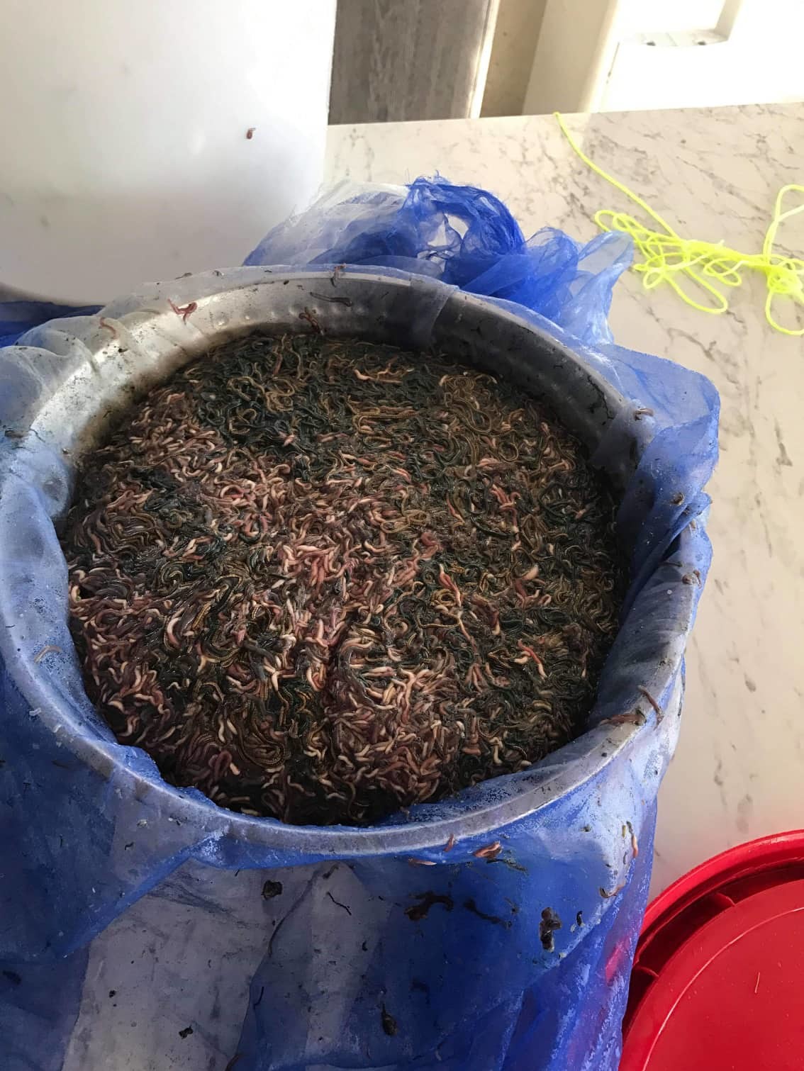 PALOLO RISING — thecoconet.tv - The world’s largest hub of Pacific ...