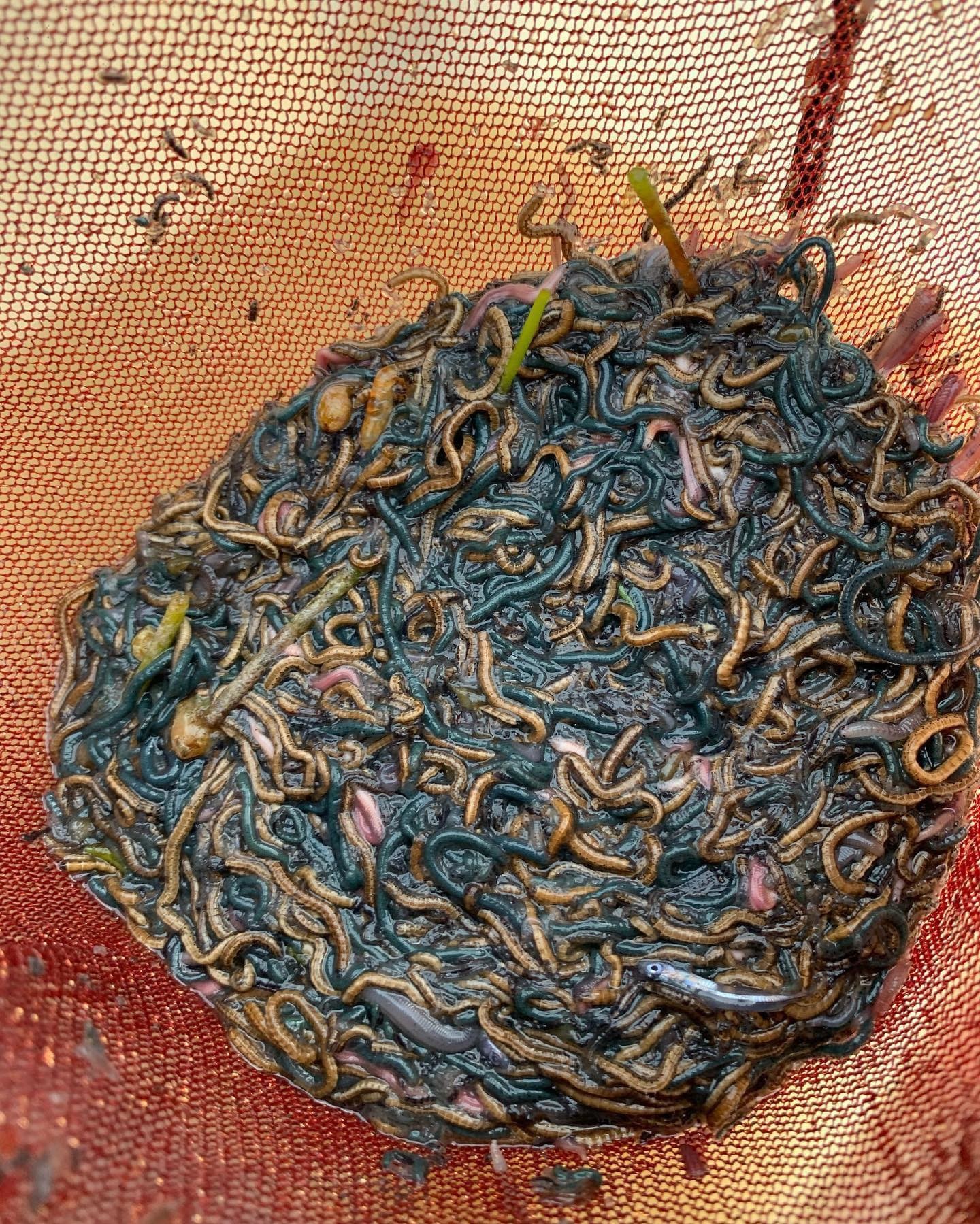 PALOLO SEASON - Pacifc people and their best palolo catch this week ...