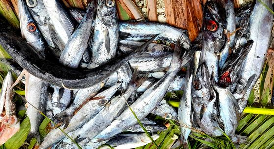 THE TRADITION OF TUA KAI - PUKAPUKA, COOK ISLANDS — thecoconet.tv - The ...