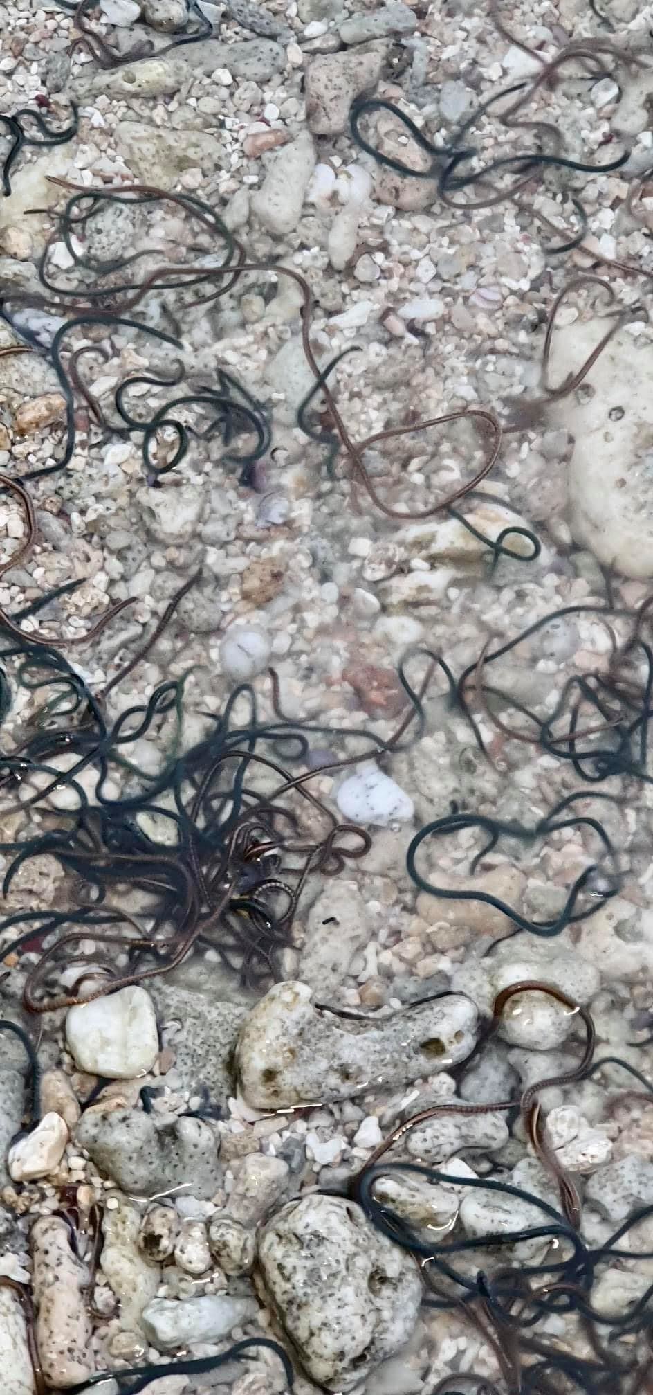 PALOLO SEASON - Pacifc people and their best palolo catch this week ...