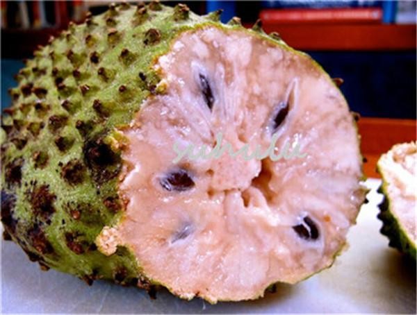 HEALTH BENEFITS OF SASALAPA aka SOURSOP or GRAVIOLA — Coconet