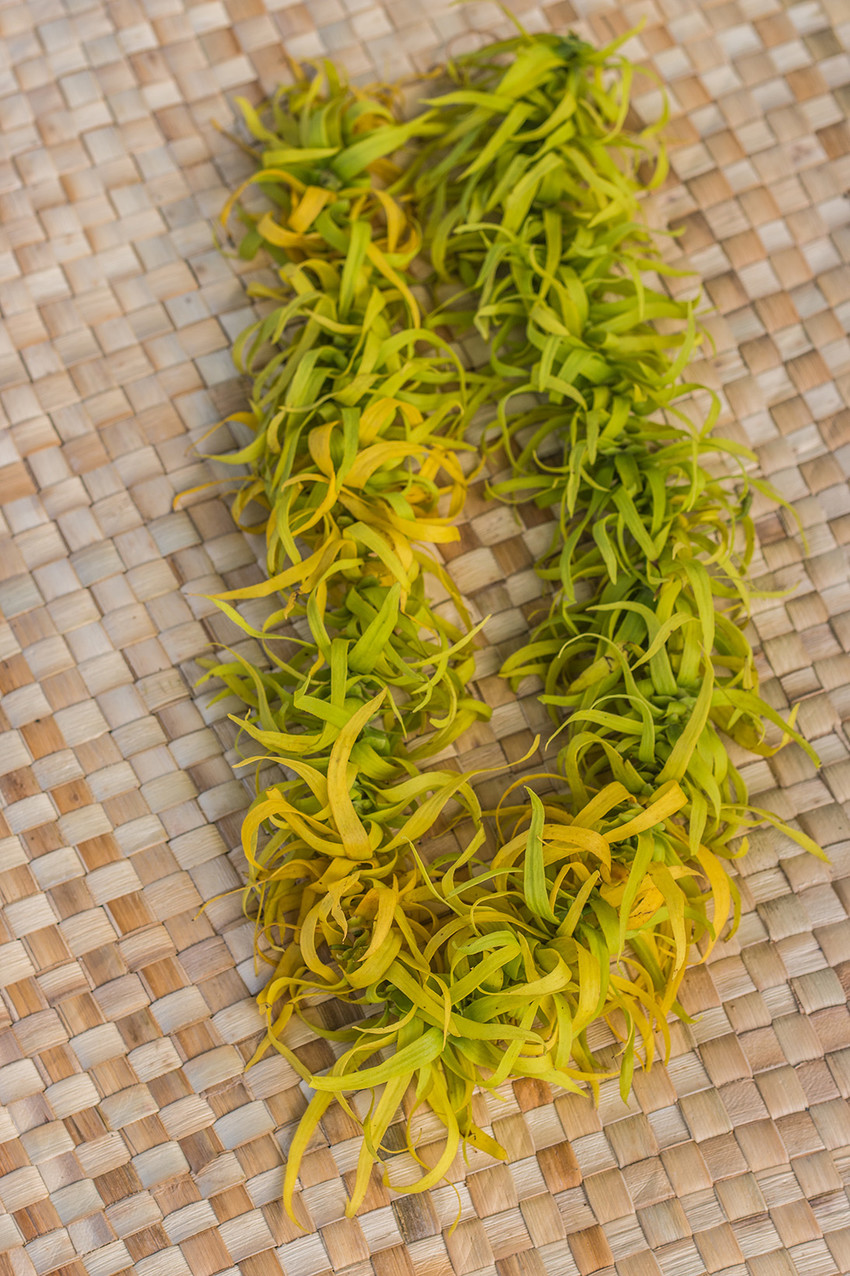 PALOLO RISING — thecoconet.tv - The world’s largest hub of Pacific ...