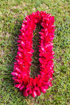 Teuila Flower Samoa | Best Flower Site