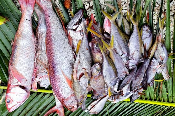 THE TRADITION OF TUA KAI - PUKAPUKA, COOK ISLANDS — thecoconet.tv - The ...