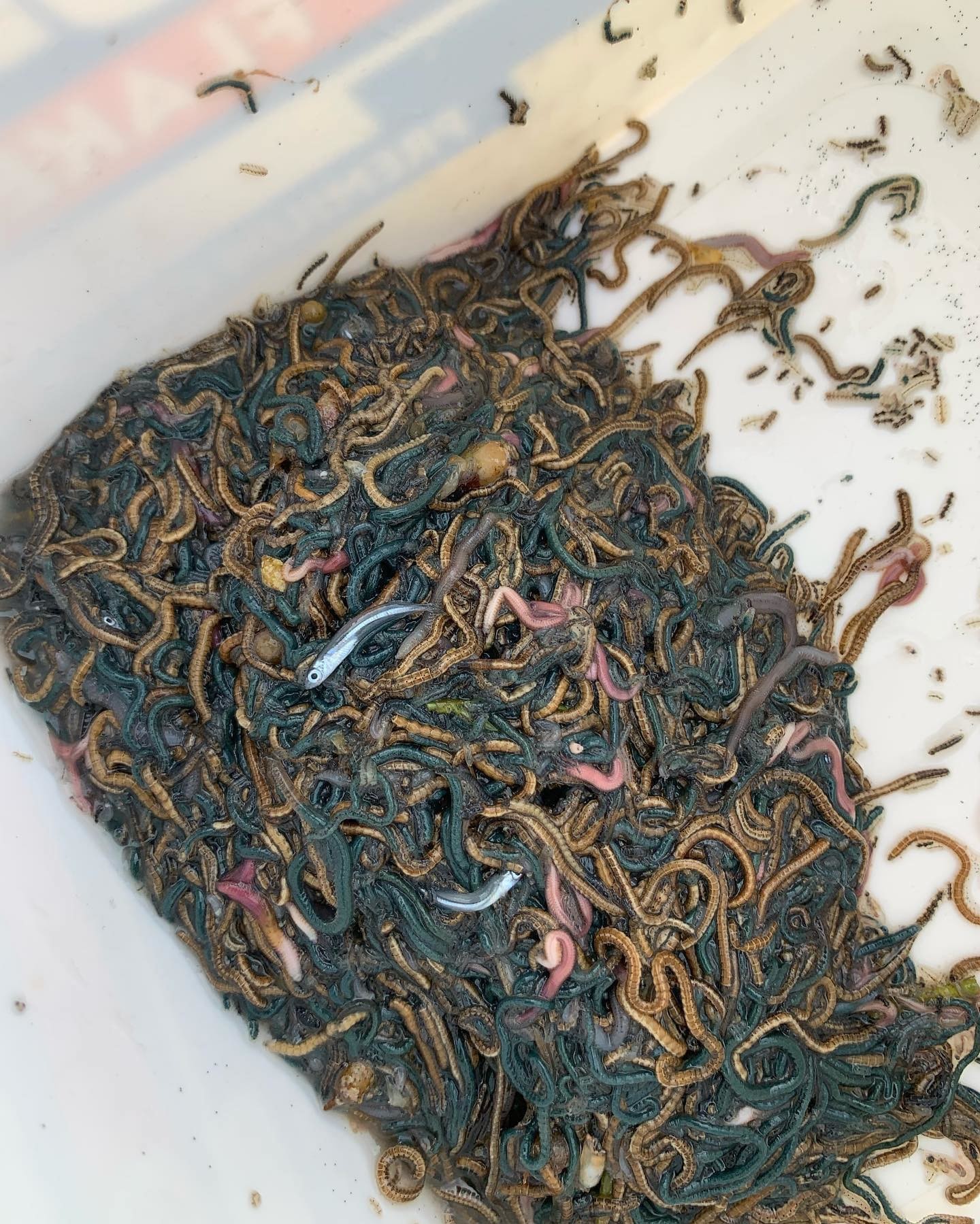 PALOLO SEASON - Pacifc people and their best palolo catch this week ...