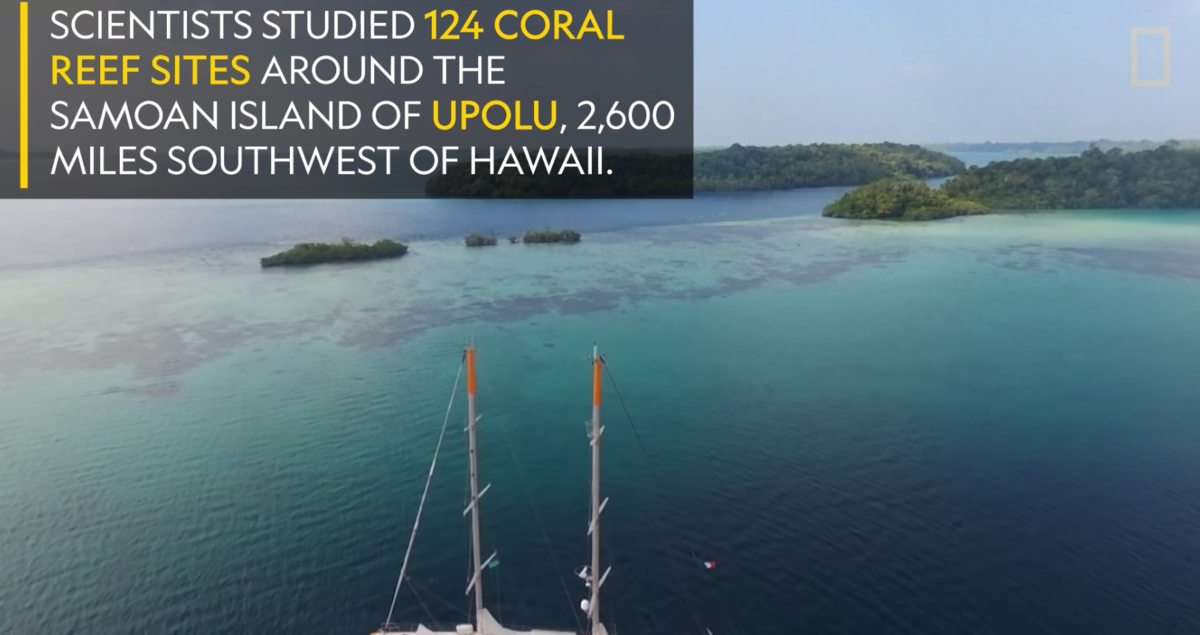 Dying Coral Reefs Found Around Samoan Island of Upolu | National ...