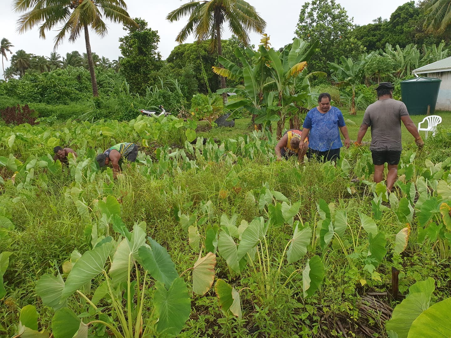 Root crop planting programme a 'God Send' for Aitutaki during the ...