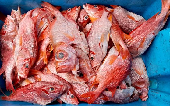 THE TRADITION OF TUA KAI - PUKAPUKA, COOK ISLANDS — thecoconet.tv - The ...