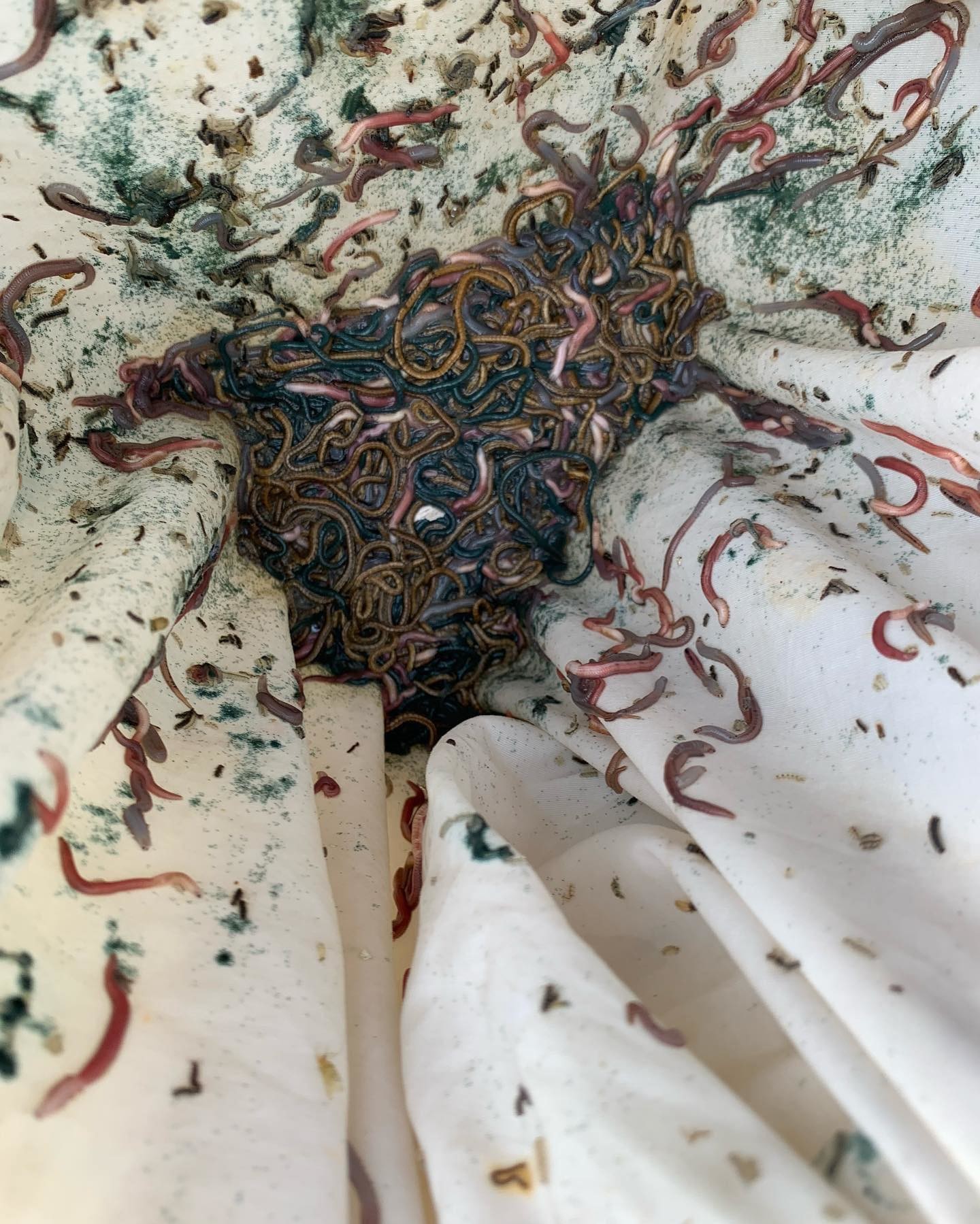 PALOLO SEASON - Pacifc people and their best palolo catch this week ...