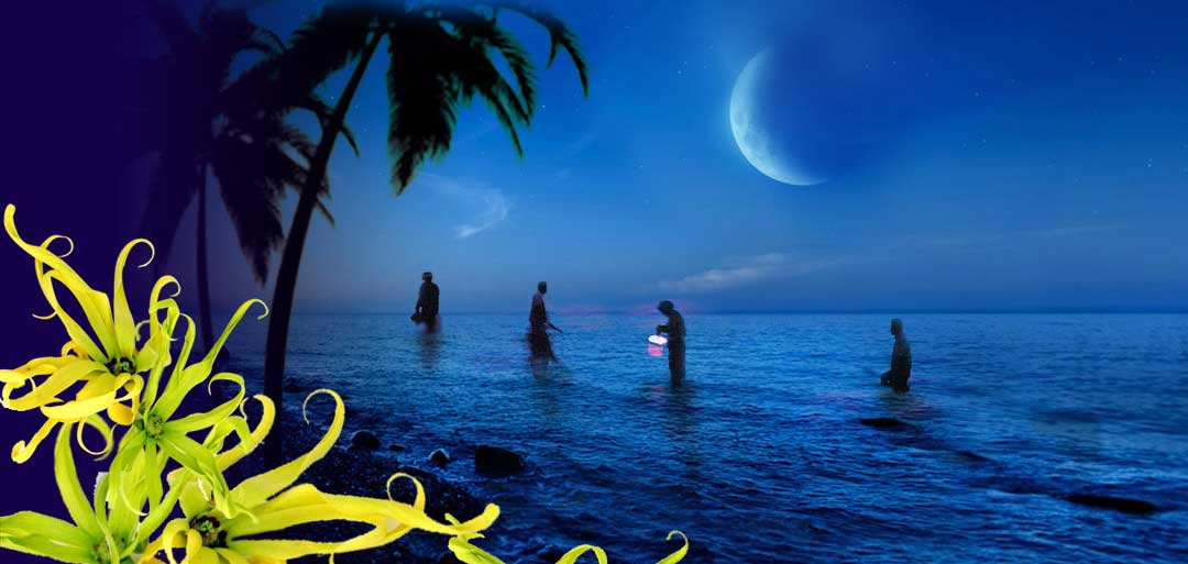 PALOLO RISING — thecoconet.tv - The world’s largest hub of Pacific ...