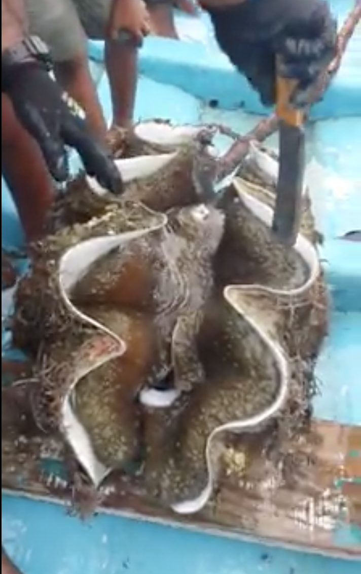 Faisua - Fiji — thecoconet.tv - The world’s largest hub of Pacific ...