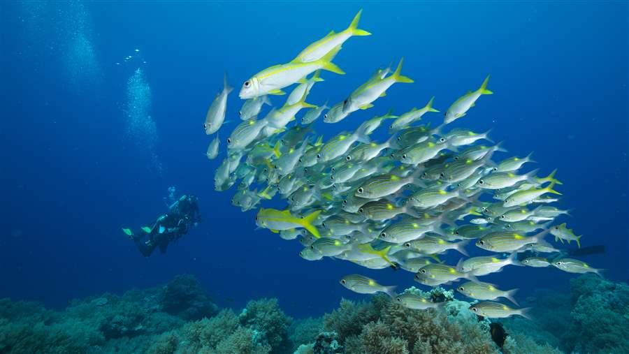 Palau's Paradise; Ocean Wonders Worth Protecting — thecoconet.tv - The ...