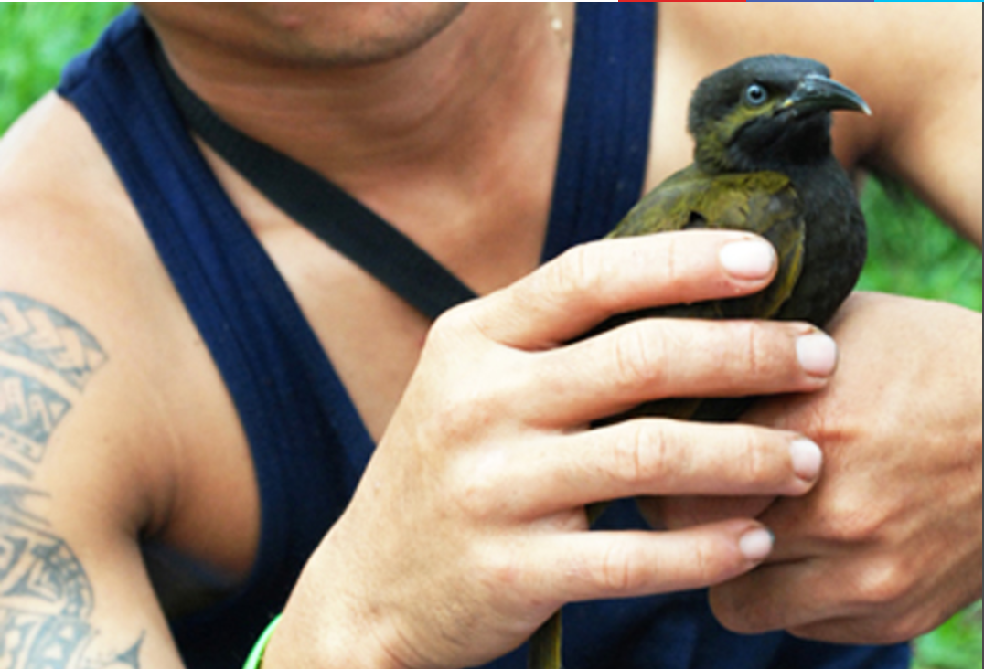 MANUMEA — thecoconet.tv - The world’s largest hub of Pacific Island ...